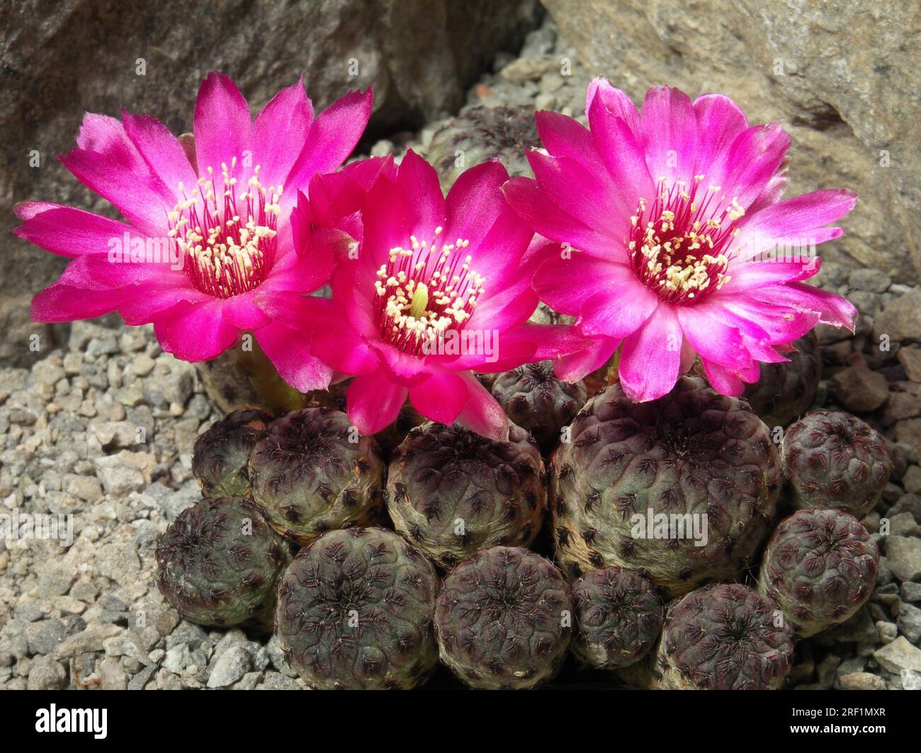 Sulcorebutia hi-res stock photography and images - Alamy