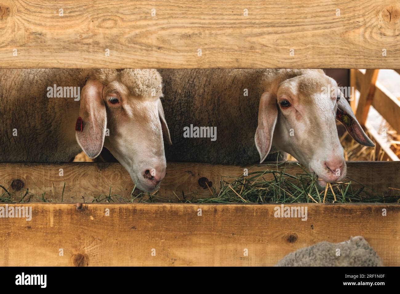 Female sheep in dairy farm pen, selective focus Stock Photo - Alamy
