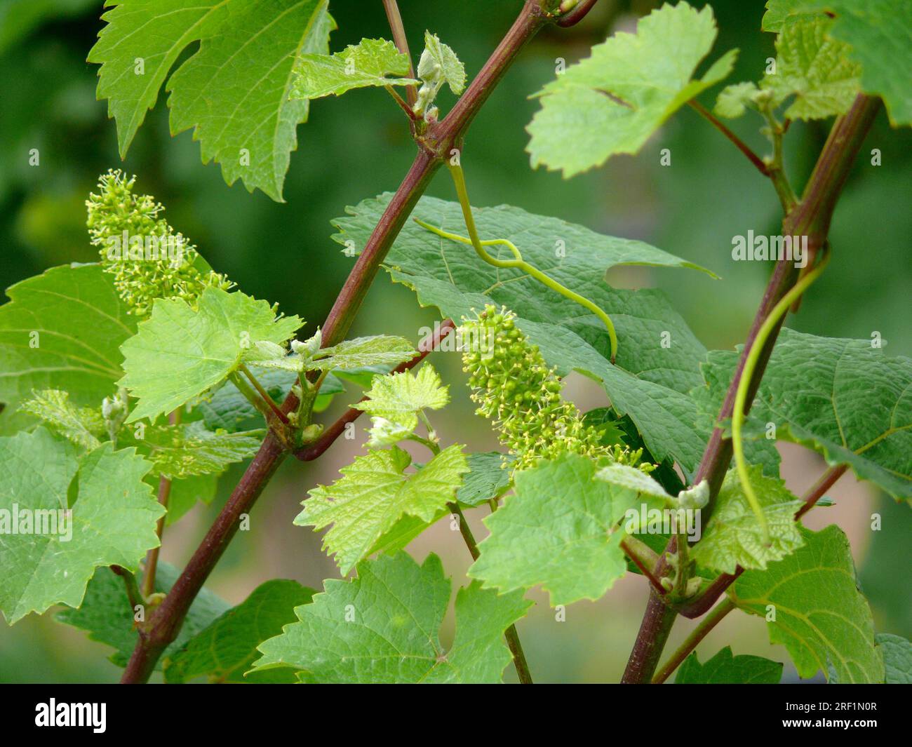 Flowering grapes, noble vine (Vitis vinifera subsp. vinifera Stock Photo - Alamy