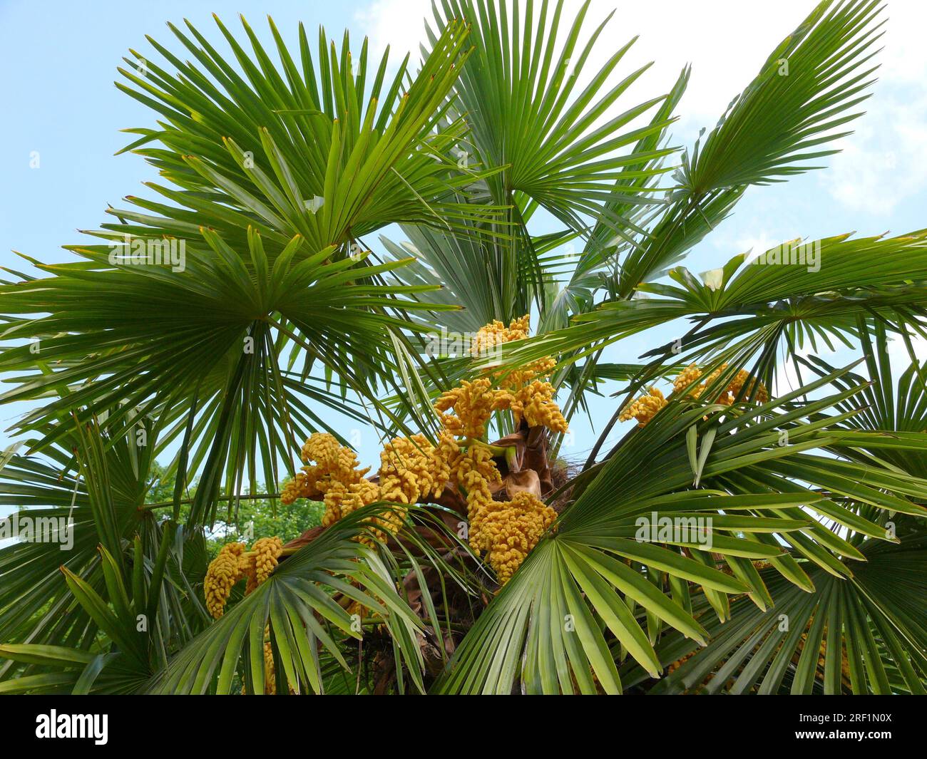 Date (Phoenix dactylifera) palm flowering, date Stock Photo - Alamy