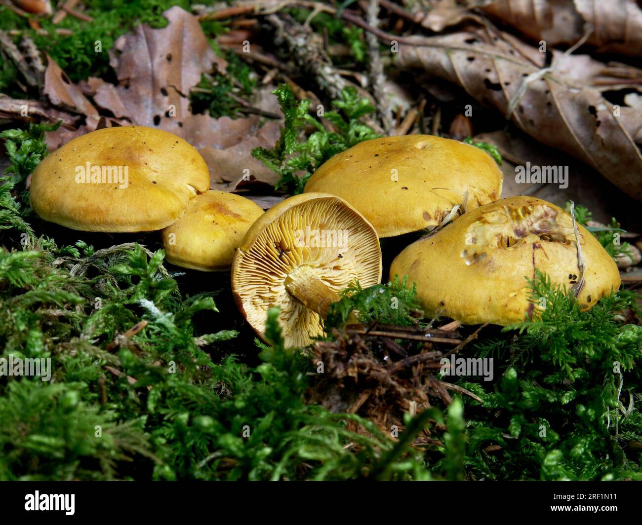 Flavovirens hi-res stock photography and images - Alamy