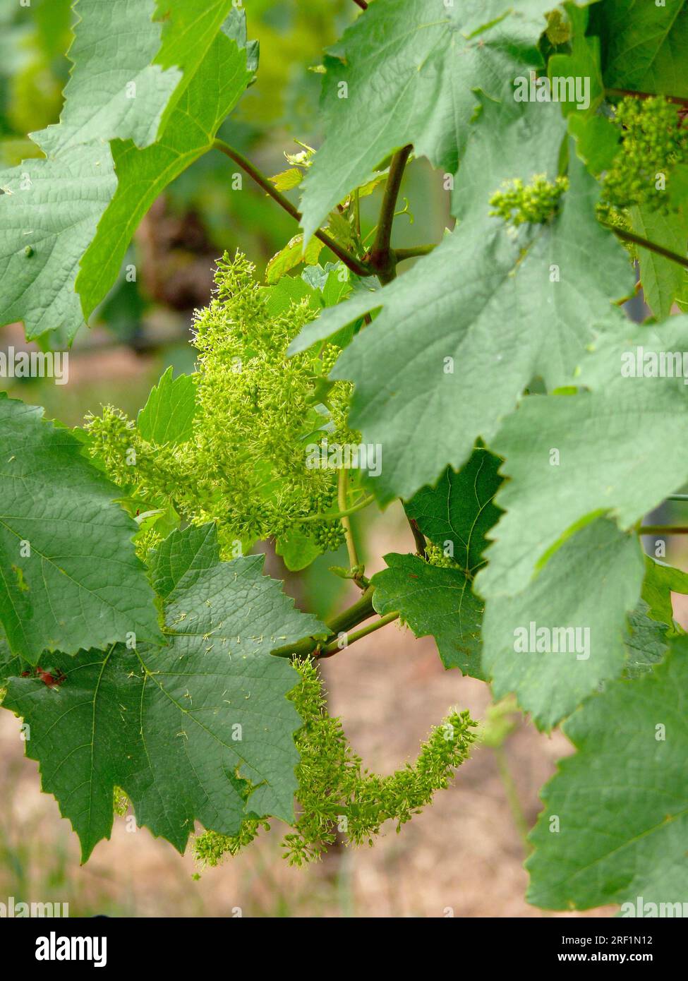 Flowering grapes, noble vine (Vitis vinifera subsp. vinifera Stock Photo - Alamy