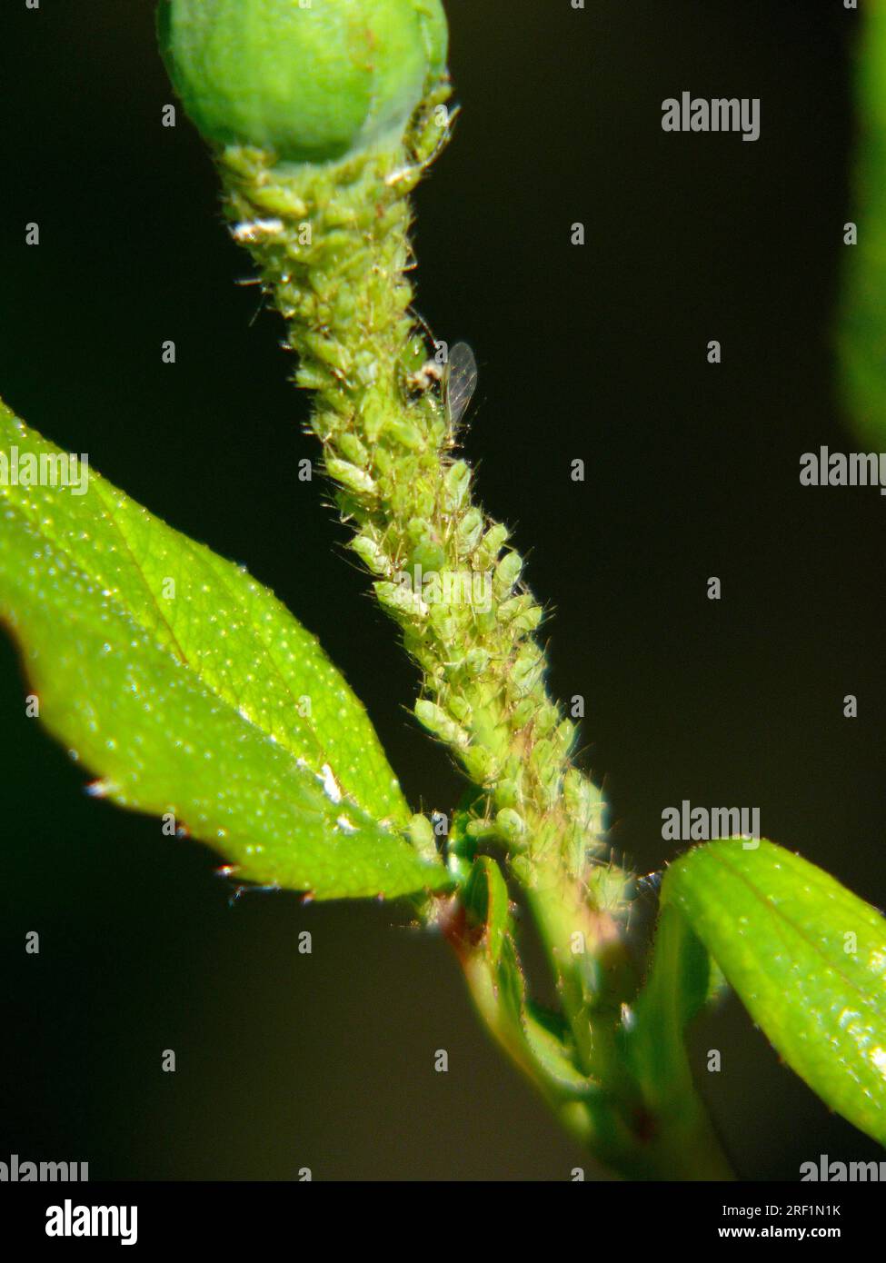 Tubular aphid, plant lice (Sternorrhyncha) on rosebud Stock Photo - Alamy