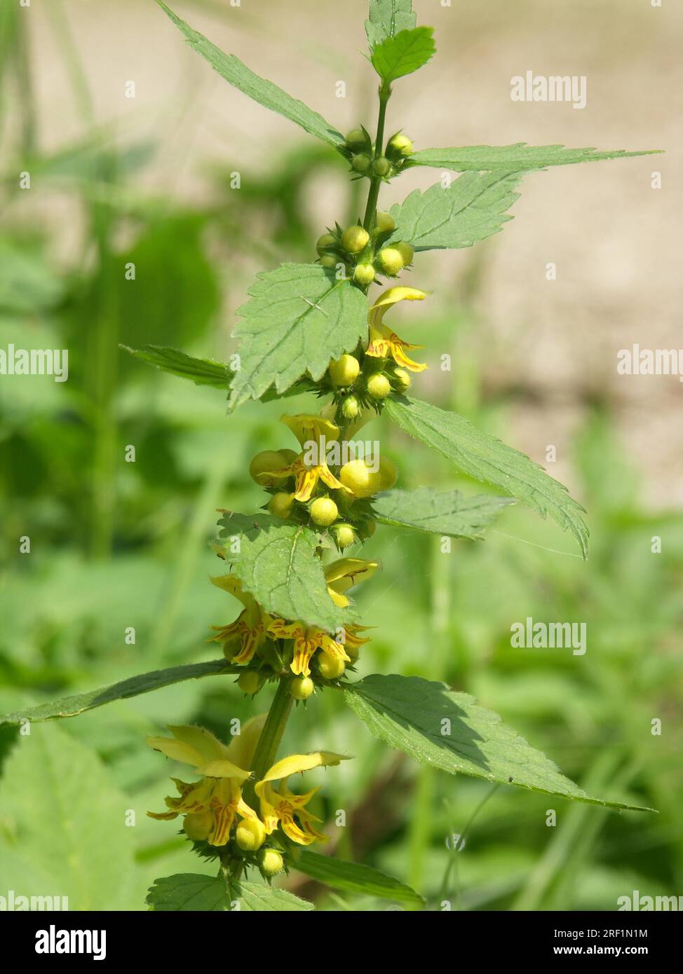 Lamiastrum galeobdolon, golden nettle Stock Photo - Alamy