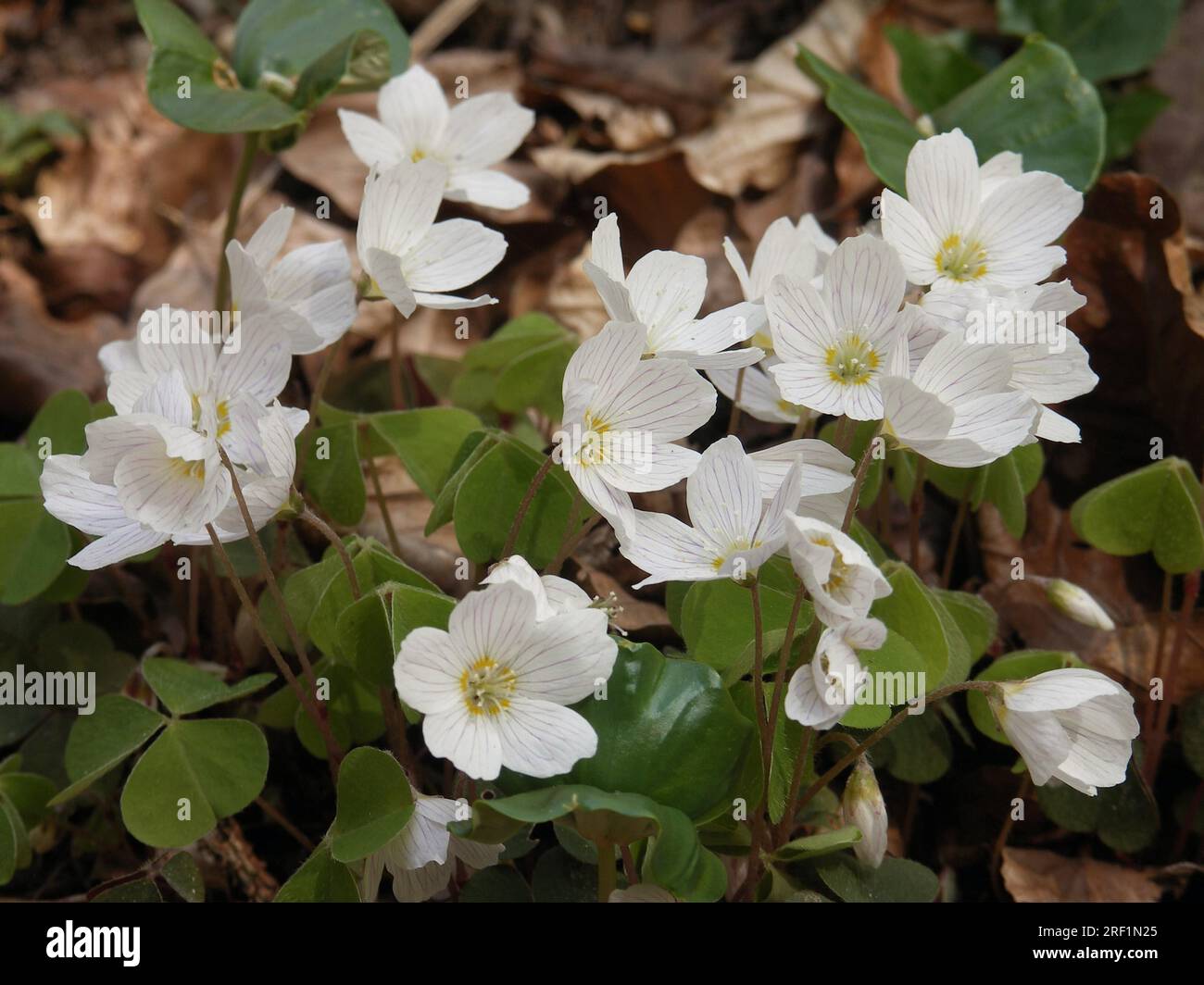 Common Wood Sorrel (Oxalis acetosella Stock Photo - Alamy