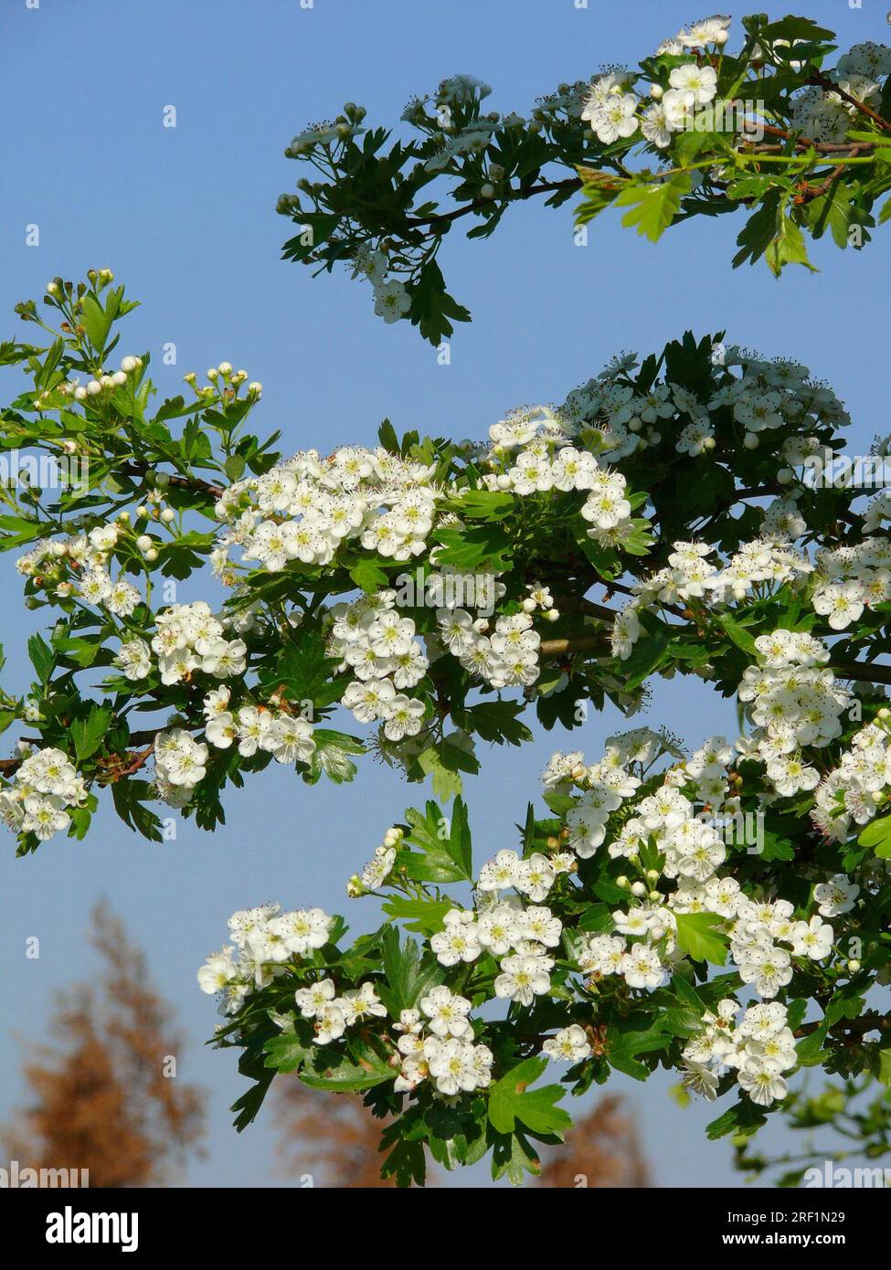 Hawthorn in flower, twiggy hawthorn (Crataegus laevigata or Crataegus ...