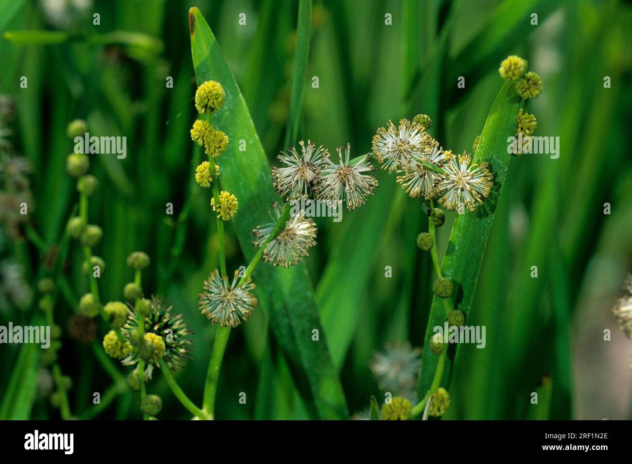 Simplestem bur-reed (Sparganium erectum), flowering Stock Photo - Alamy