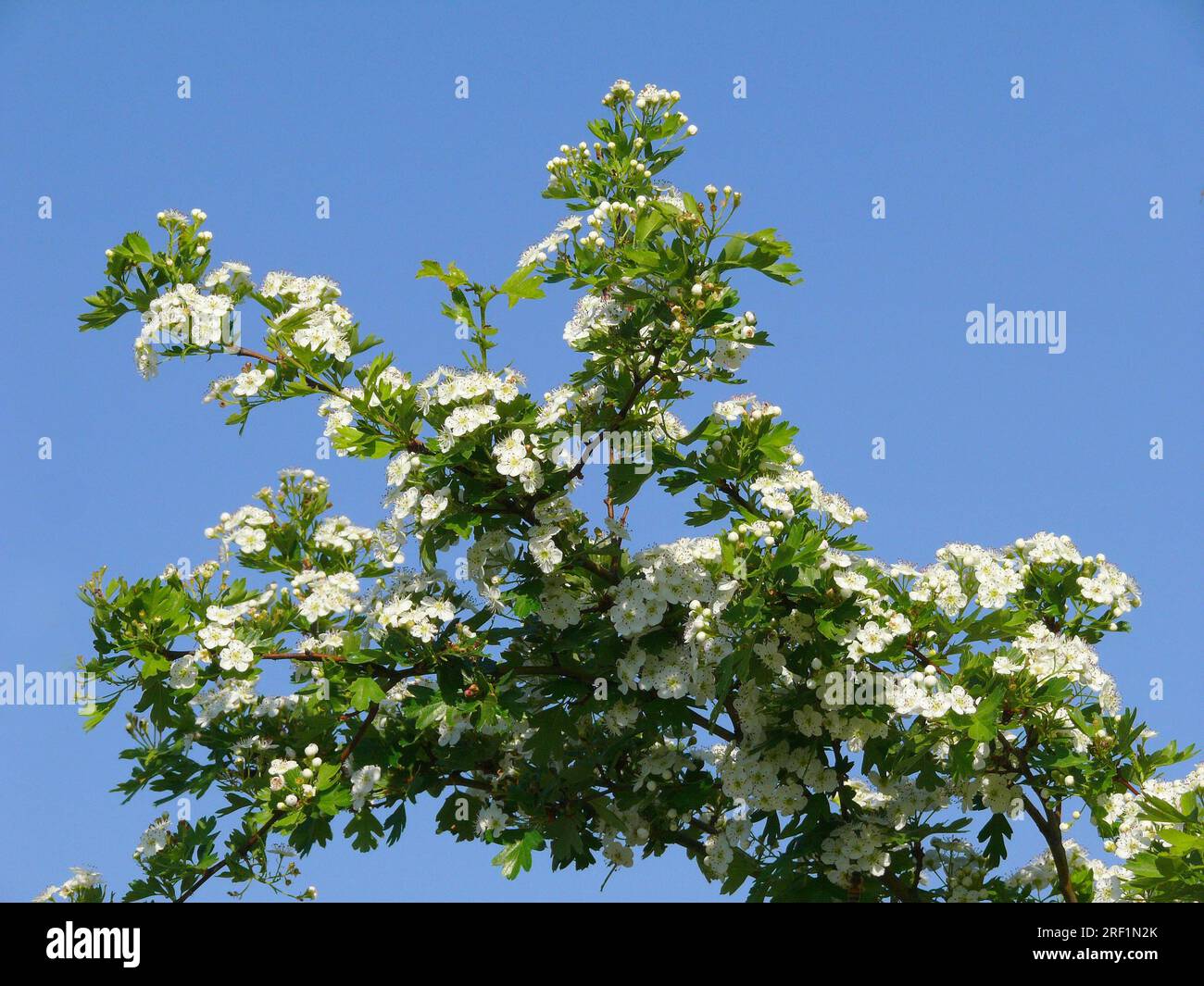 Hawthorn in flower, twiggy hawthorn (Crataegus laevigata or Crataegus ...