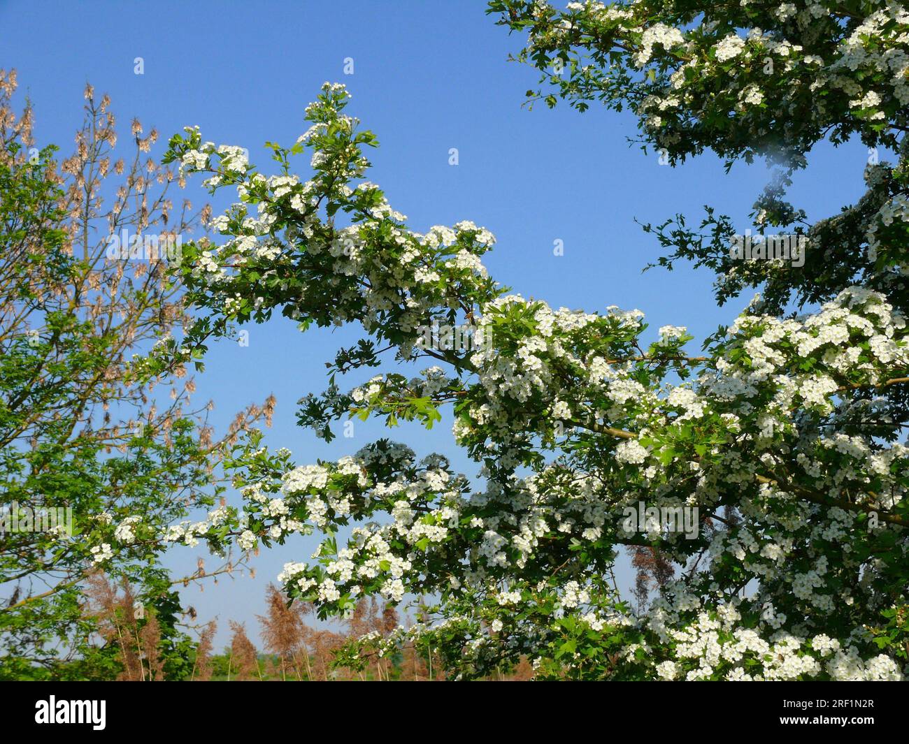 Hawthorn in flower, twiggy hawthorn (Crataegus laevigata or Crataegus ...
