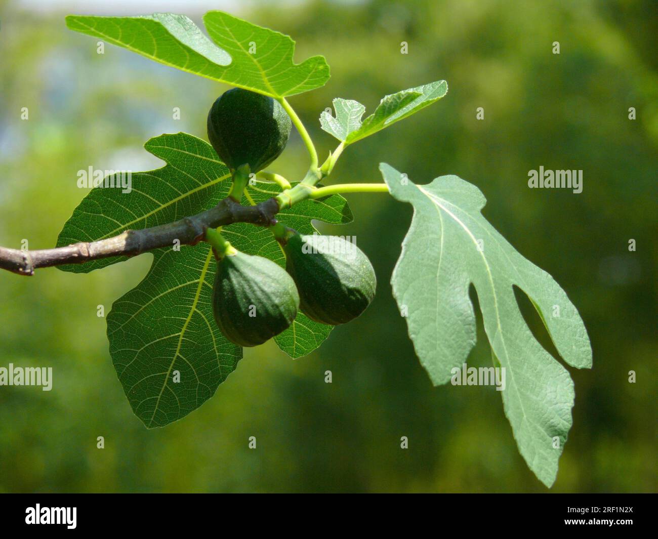 Bavarian Fig, Violetta Ficus carica, common fig (Ficus carica Stock ...