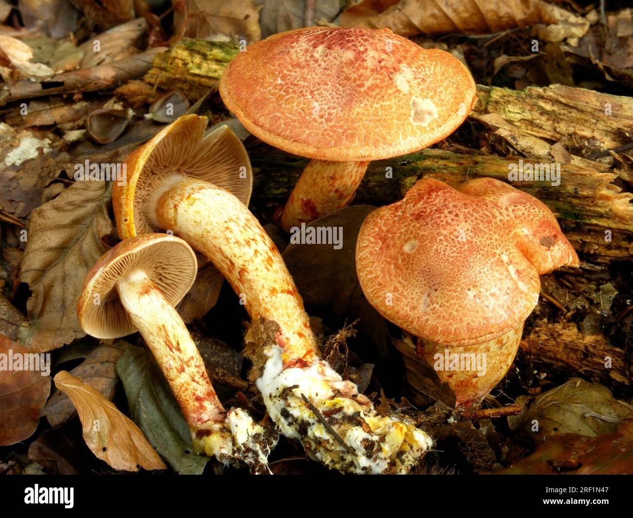 Cortinarius bolaris, Red Scaled Thickfoot Waldberg, Swabia Stock Photo ...