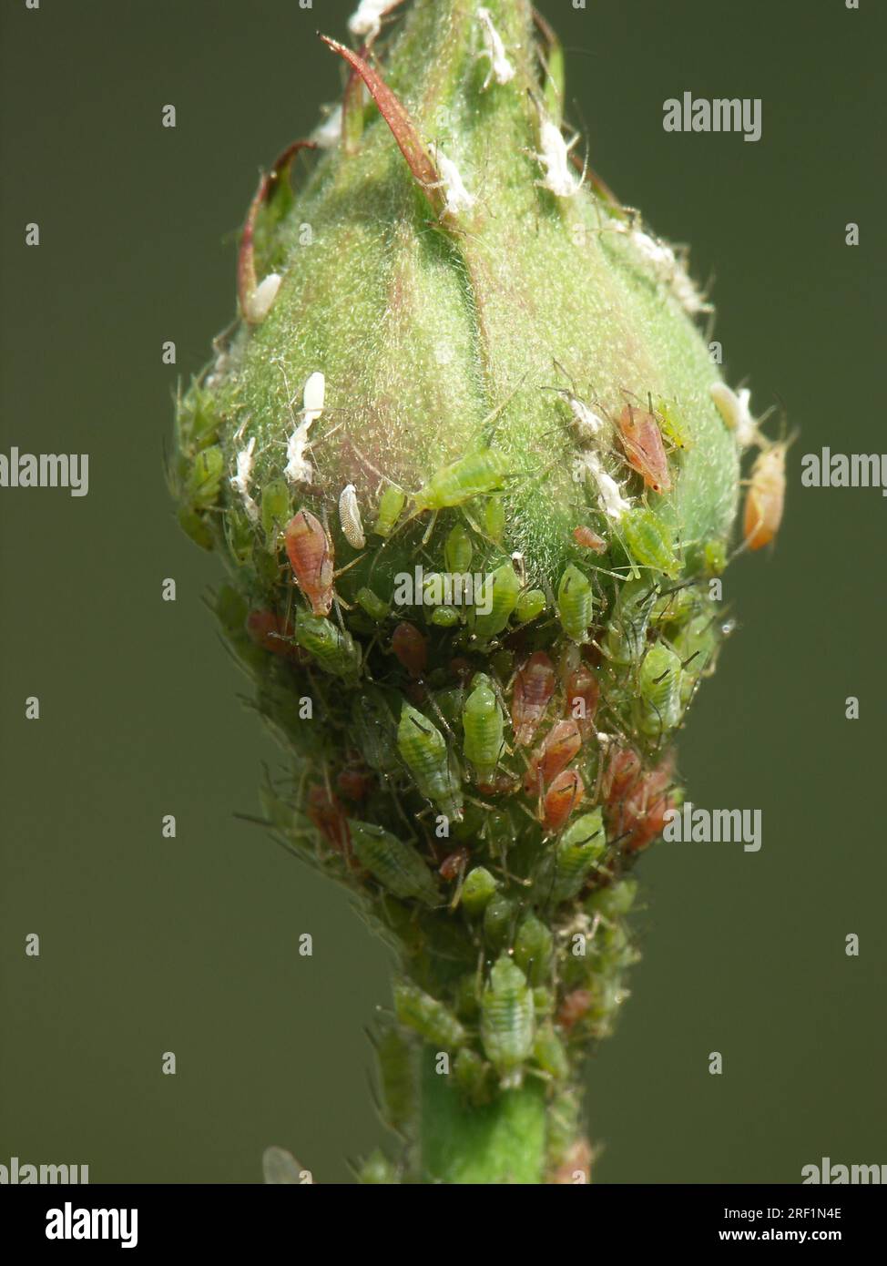 Aphids on rose Stock Photo - Alamy