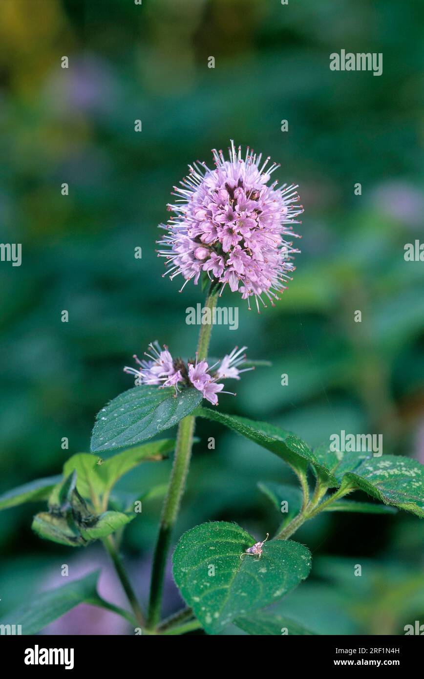 Water mint (Mentha aquatica), flowering Stock Photo - Alamy