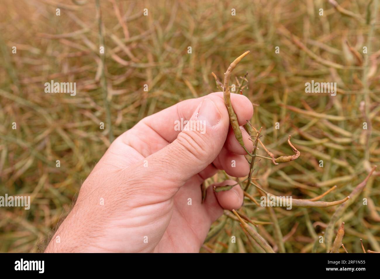 Farm worker checking up on development of canola crop pods in field ...