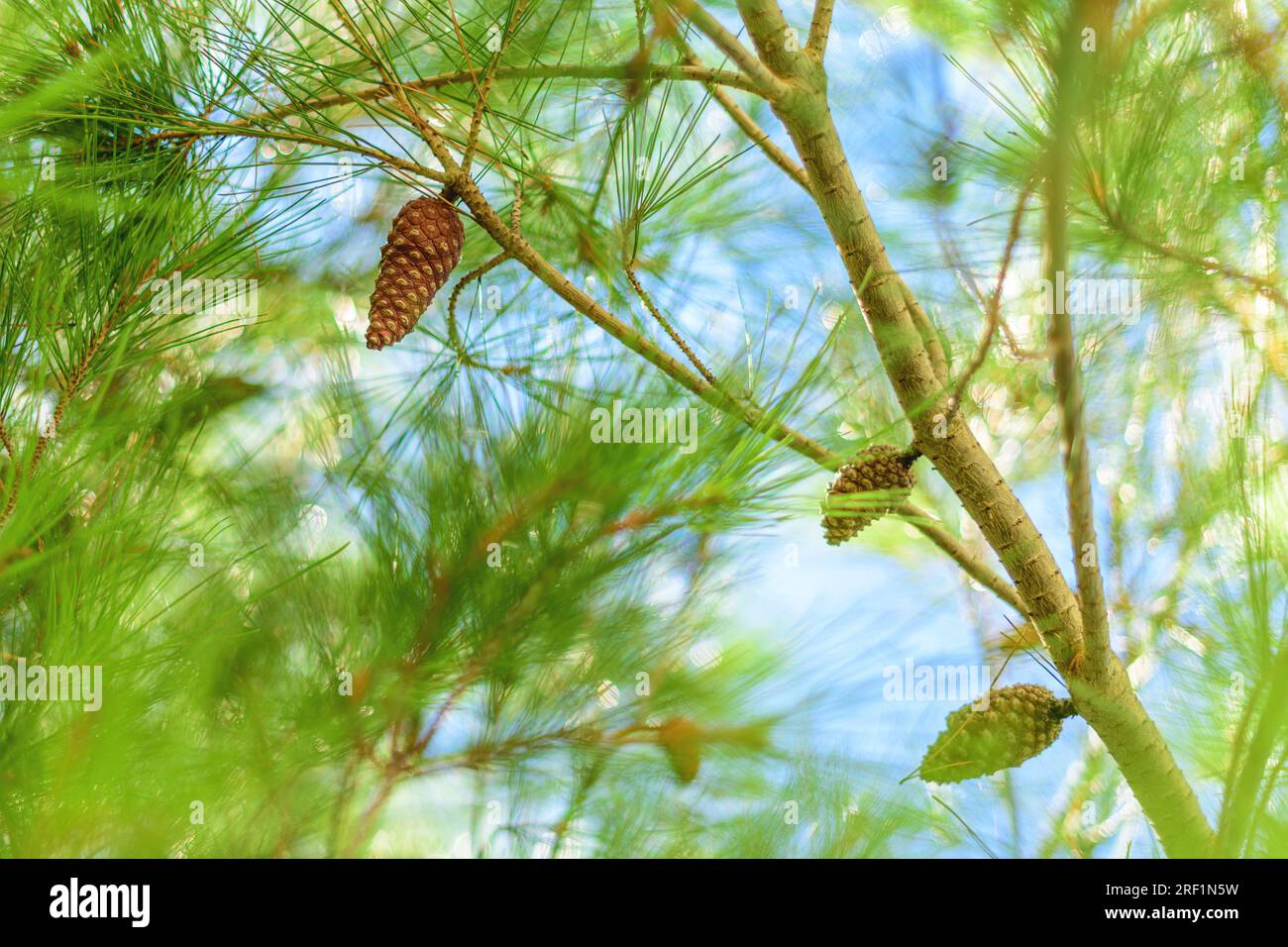 Conifer tree with cone hi-res stock photography and images - Alamy