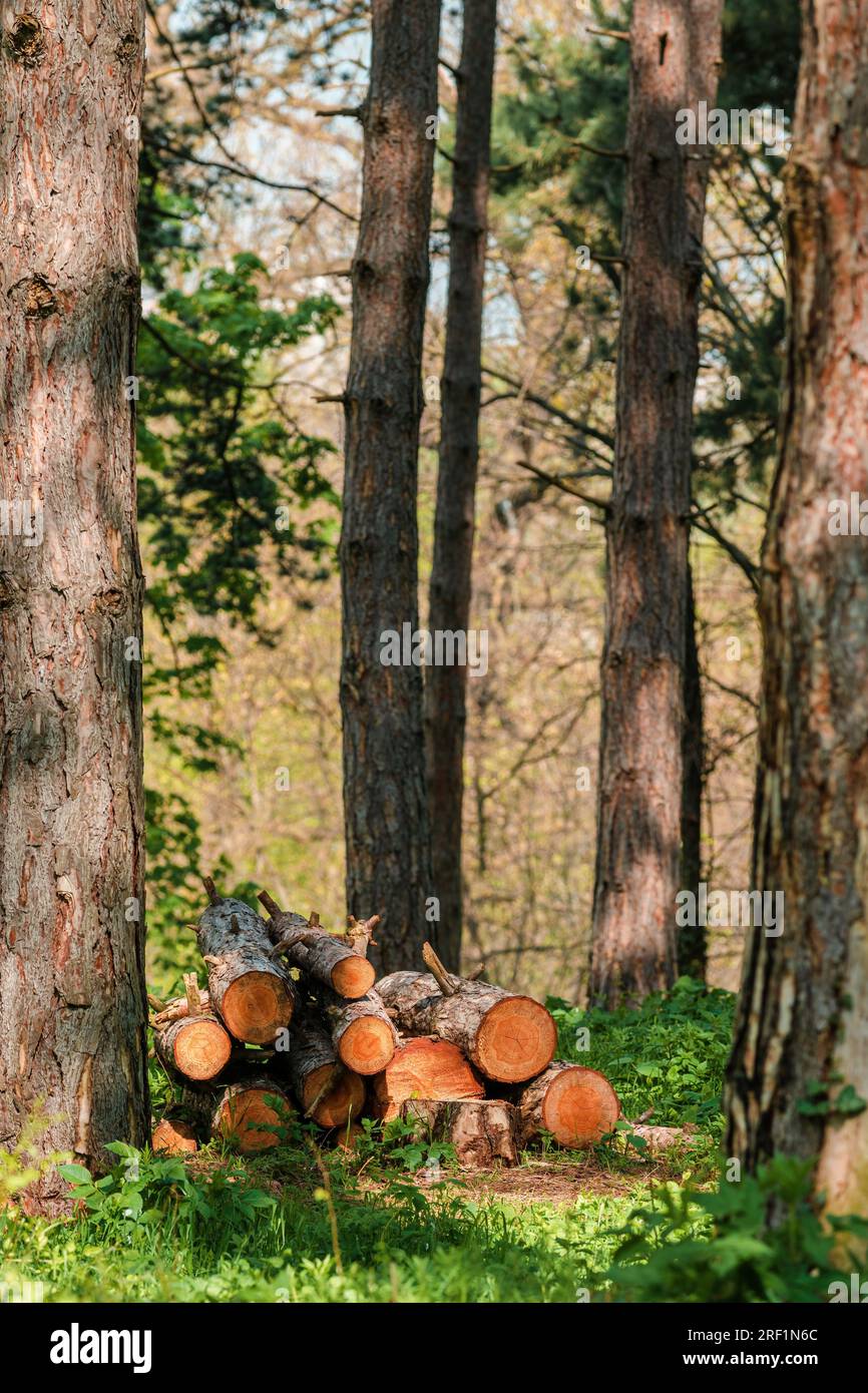 Firewood logs in forest ready to be transported, selective focus Stock ...