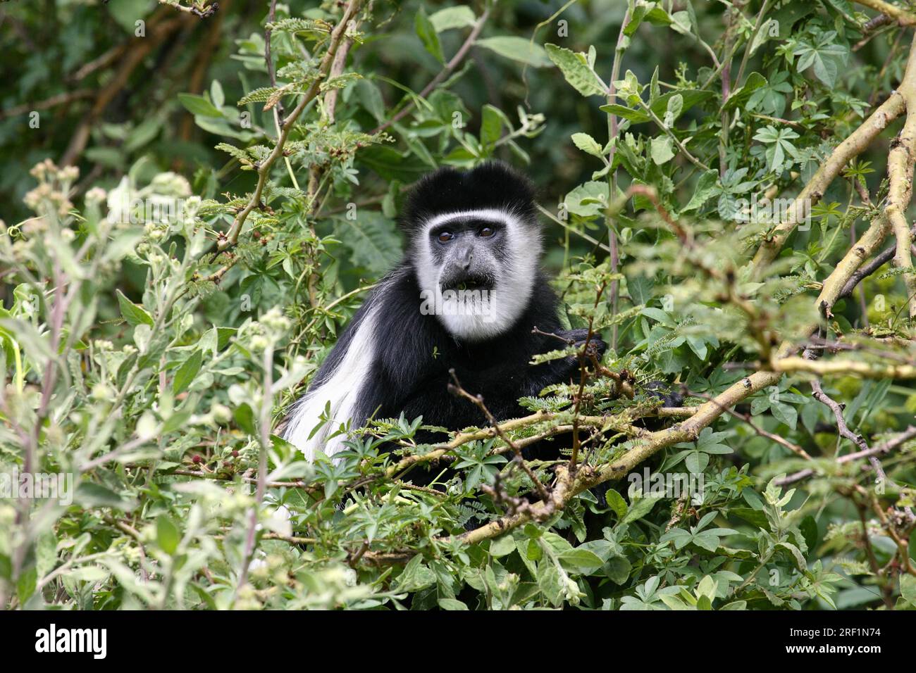 Guereza king colobus (Colobus polykomos) Black-and-white Colobuses ...