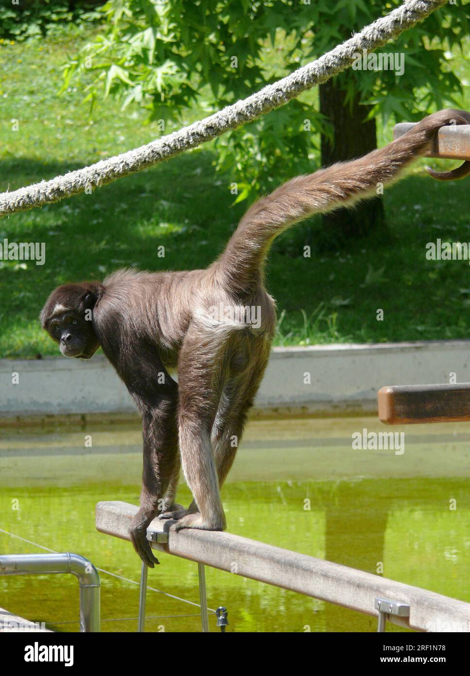 Animal mammal monkey zoo hi-res stock photography and images - Alamy