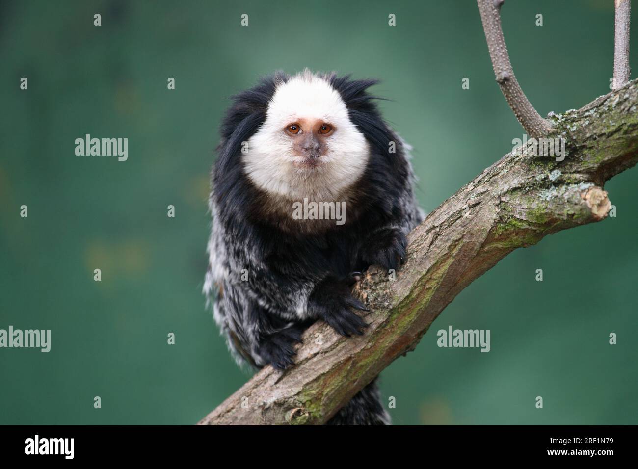 White-headed marmoset (Callithrix geoffroyi), White Fronted Mormoset ...