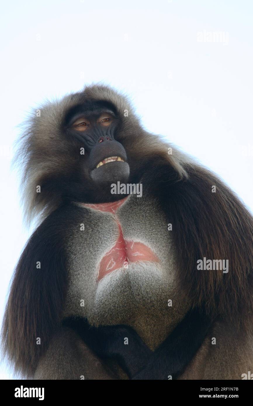 Gelada baboon (Theropithecus gelada Stock Photo - Alamy