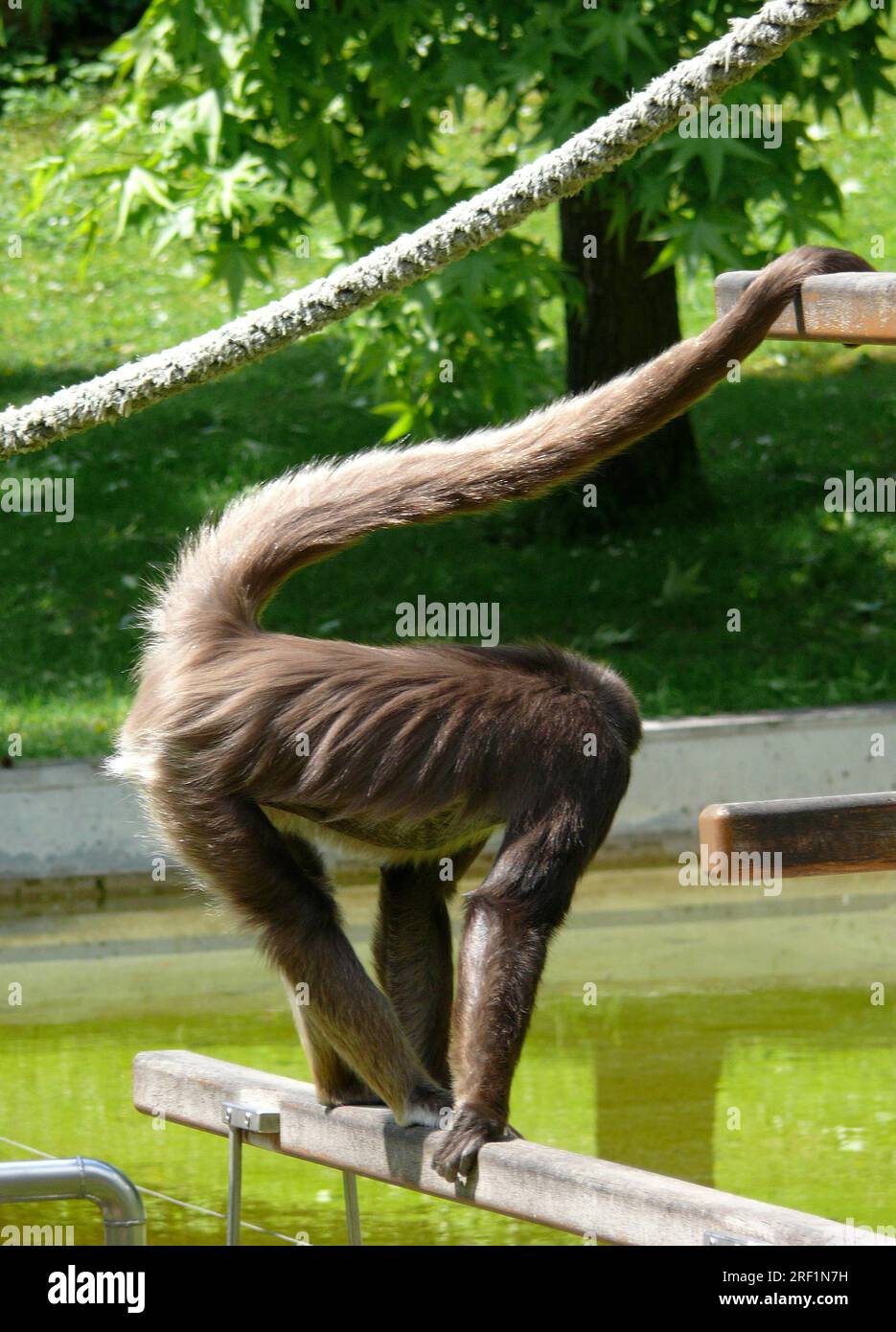 Animal mammal monkey zoo hi-res stock photography and images - Alamy