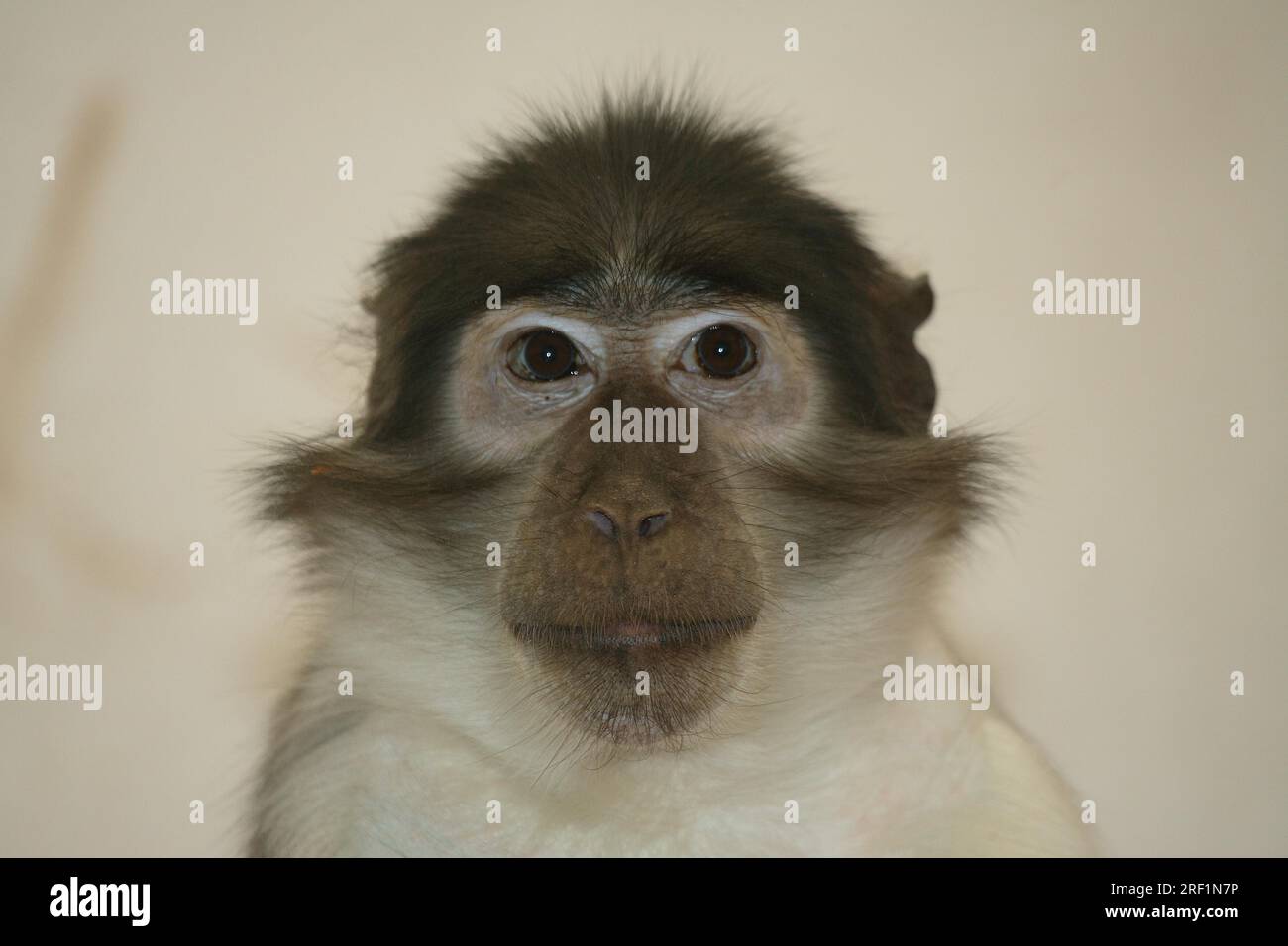 White eyelid mangabey hi-res stock photography and images - Alamy