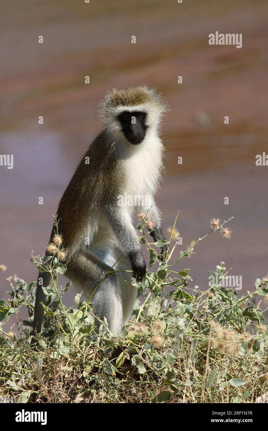 Vervet monkey (Cercopithecus aethiops) Velvet monkey Stock Photo - Alamy
