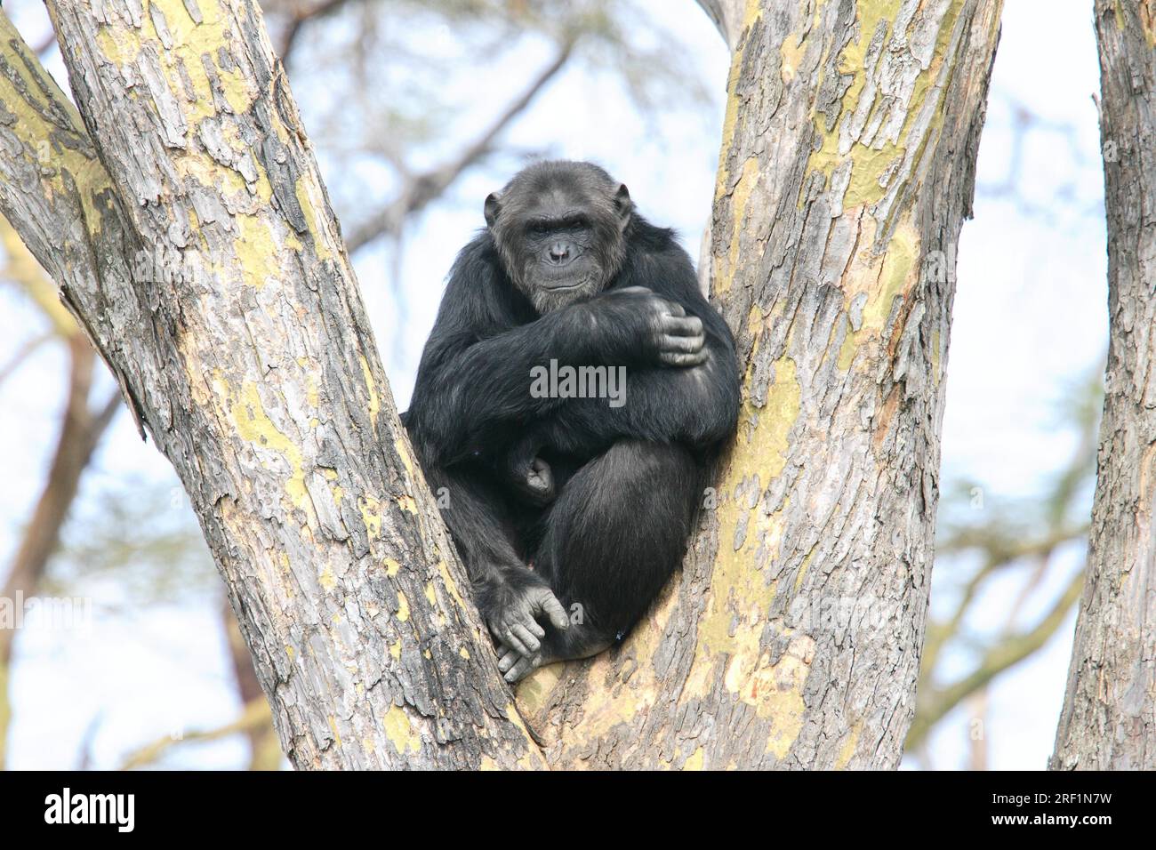 Common chimpanzee (Pan troglodytes) Chimpazee Stock Photo - Alamy