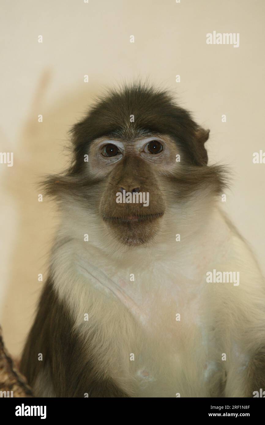 White eyelid mangabey hi-res stock photography and images - Alamy