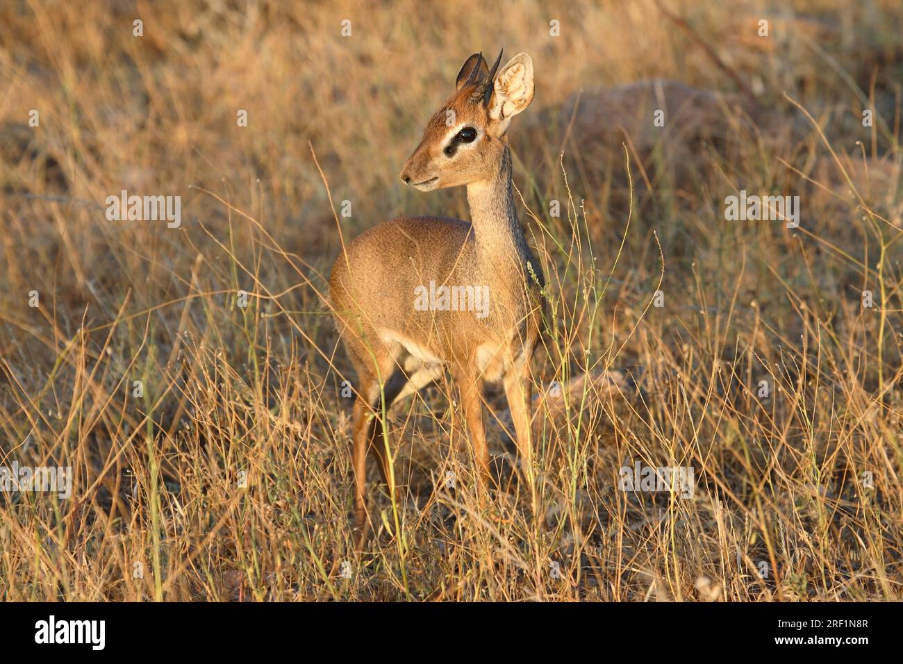 Kirk's dik-dik (Madoqua kirkii) Dik-diks Stock Photo - Alamy