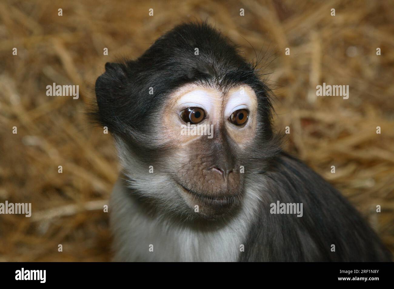 Mangabey hi-res stock photography and images - Alamy
