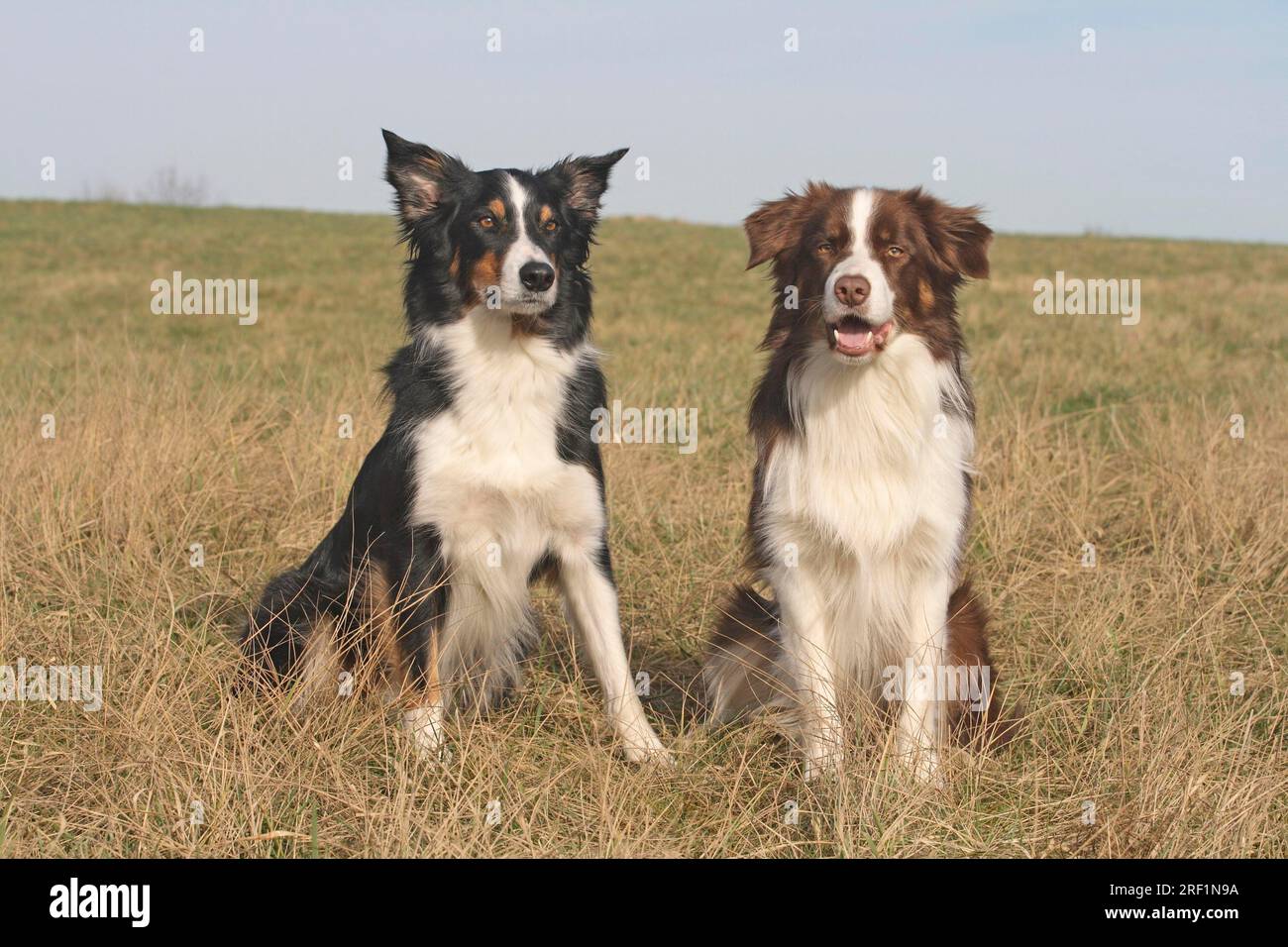 2 Border Collie sitting next to each other in the meadow Stock Photo ...
