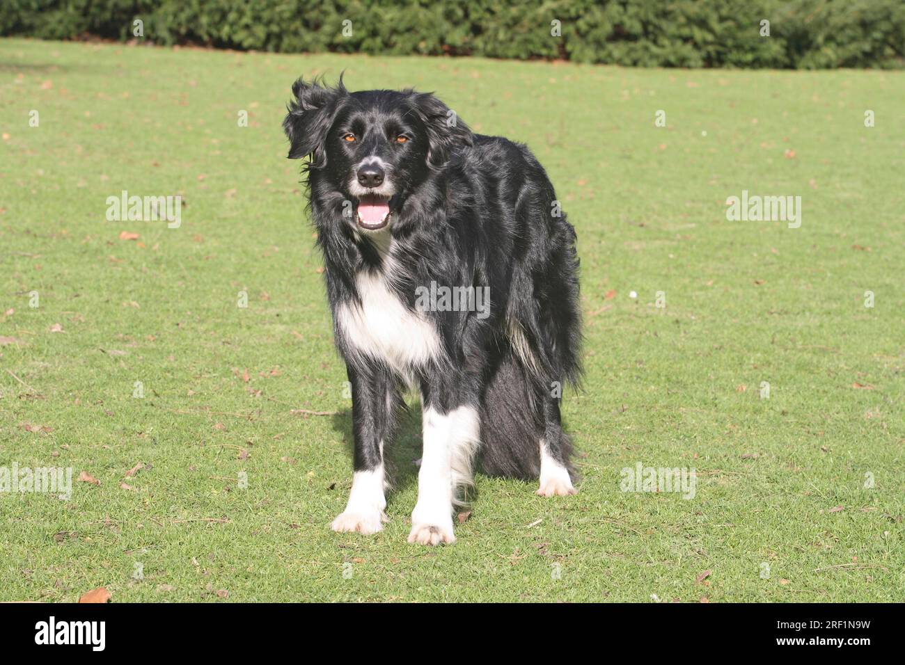 Border Collie standing sideways on the meadow, FCI, Standard No. 297 ...