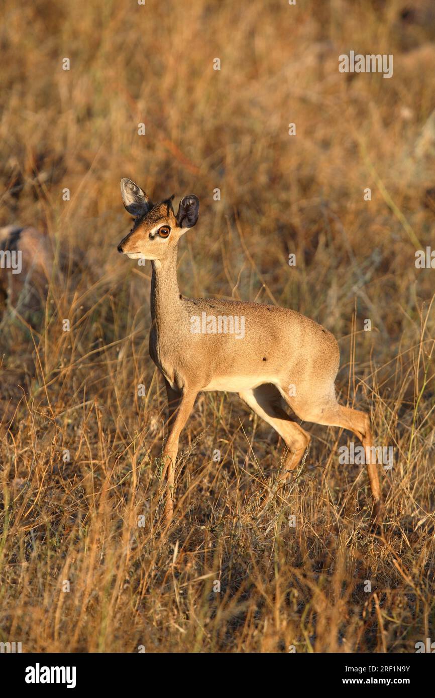 Kirk's dik-dik (Madoqua kirkii) Dik-diks Stock Photo - Alamy