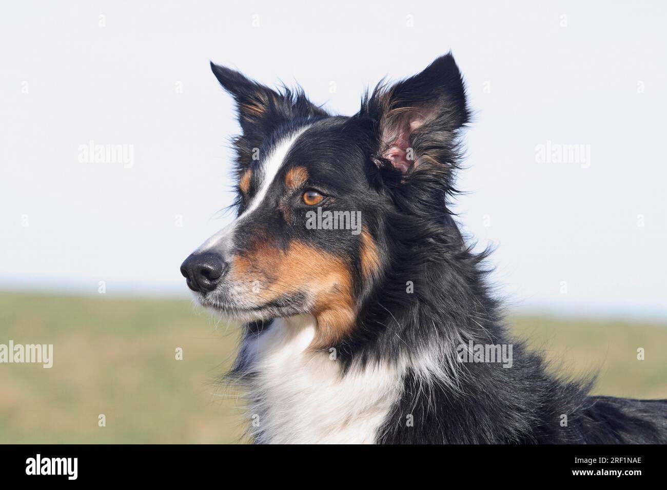 Border Collie portrait sideways, side view of head, background blue sky ...