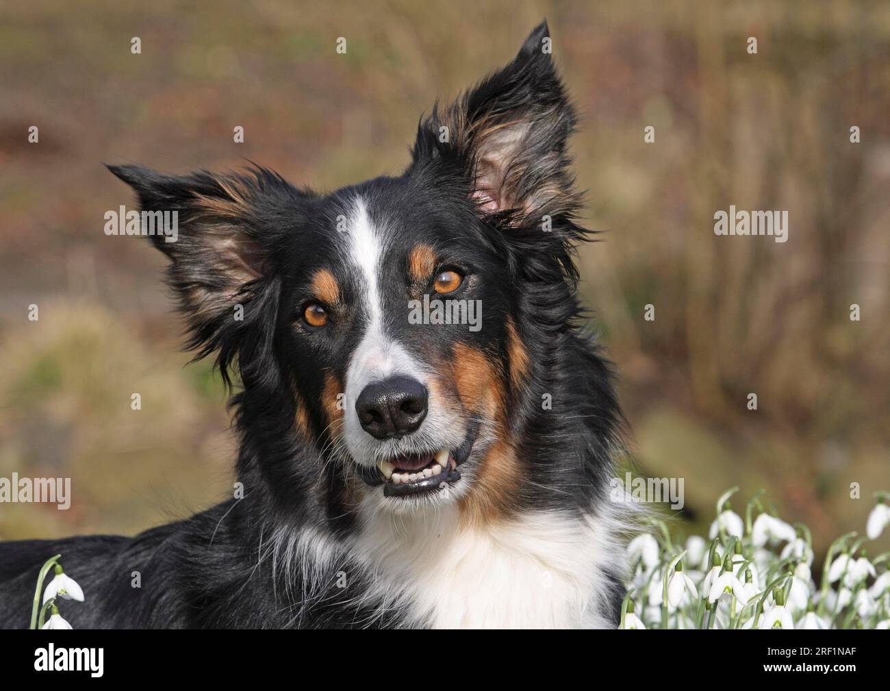 Border Collie lying among snowdrops. Portrait shot, head shot, FCI, Standard No. 297 Stock Photo ...