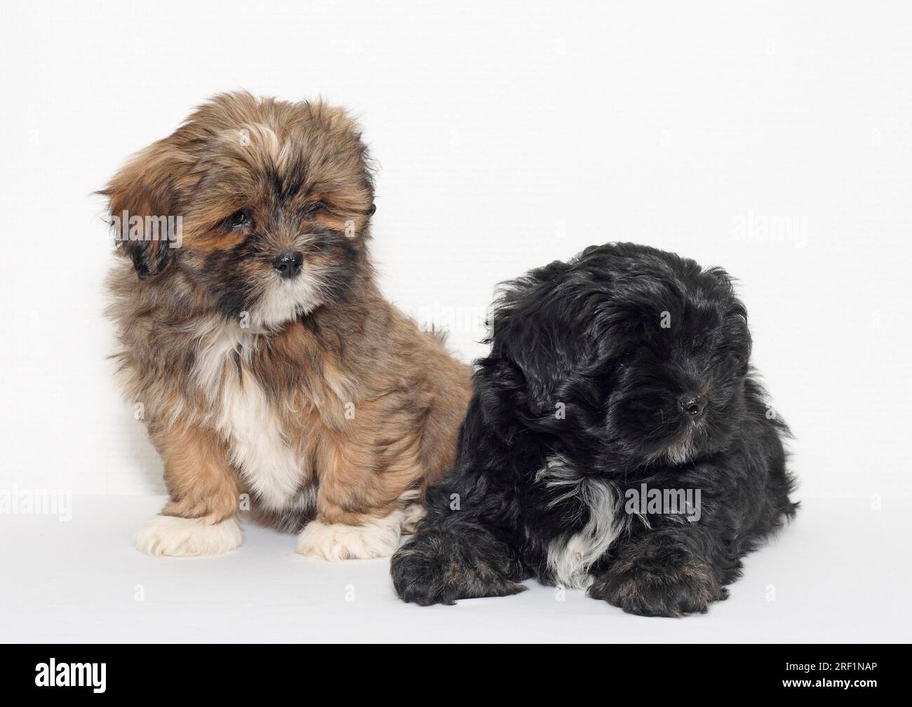 2 Lhasa Apso puppies 9 weeks old side by side on light background Stock ...