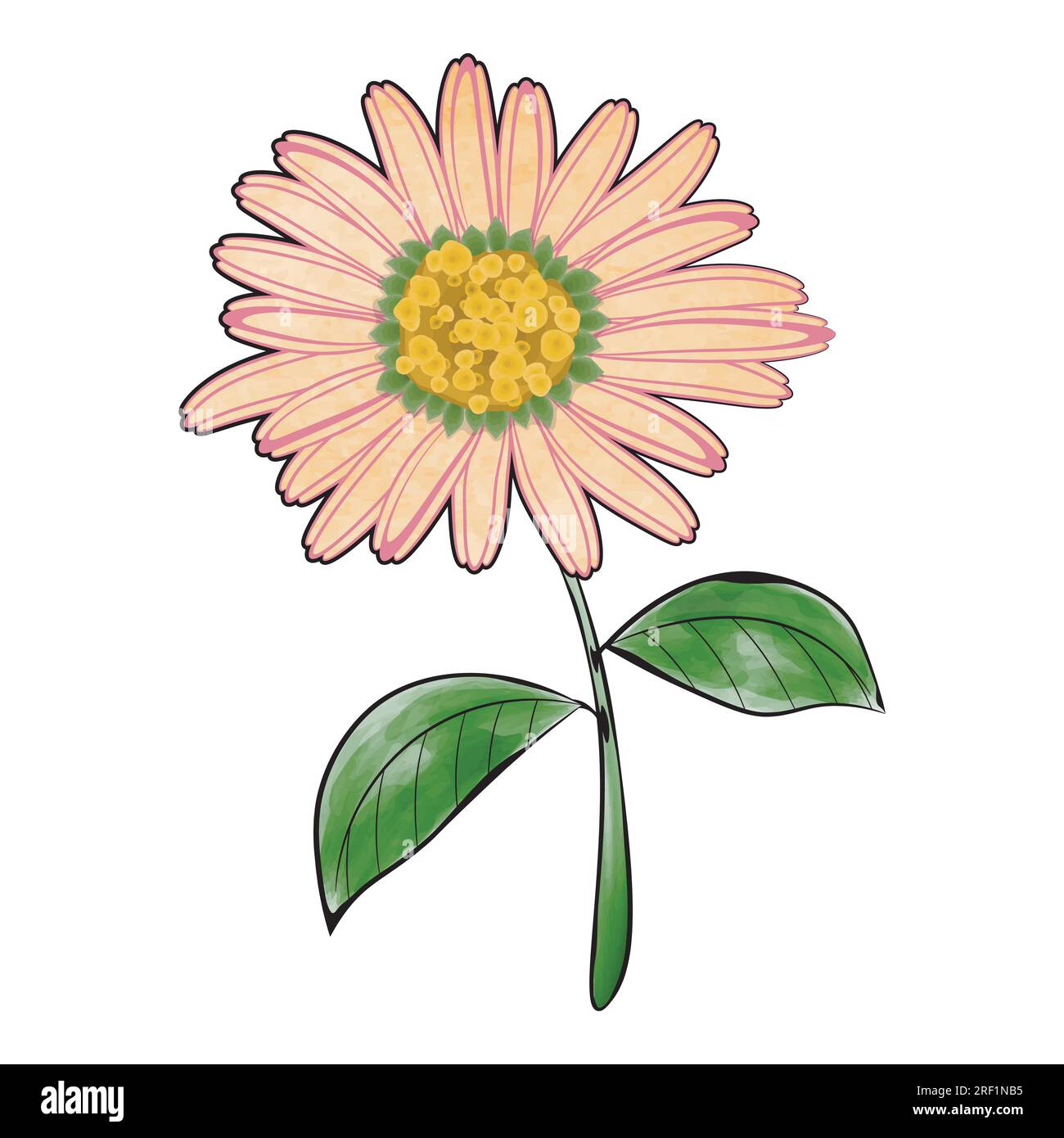 Chamomile plant color line Cut Out Stock Images & Pictures - Alamy