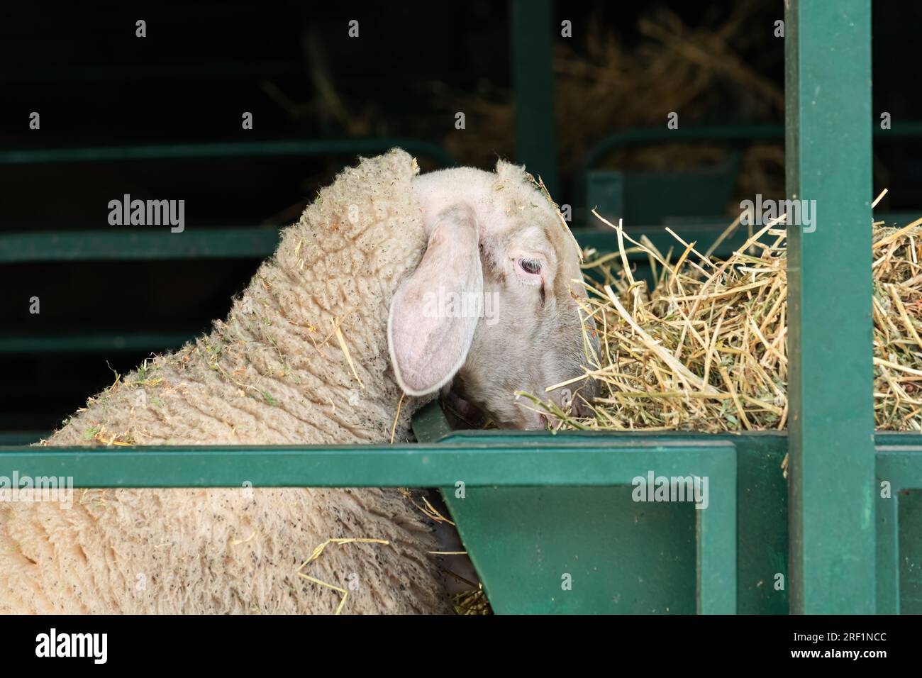 Female sheep in dairy farm pen, selective focus Stock Photo - Alamy