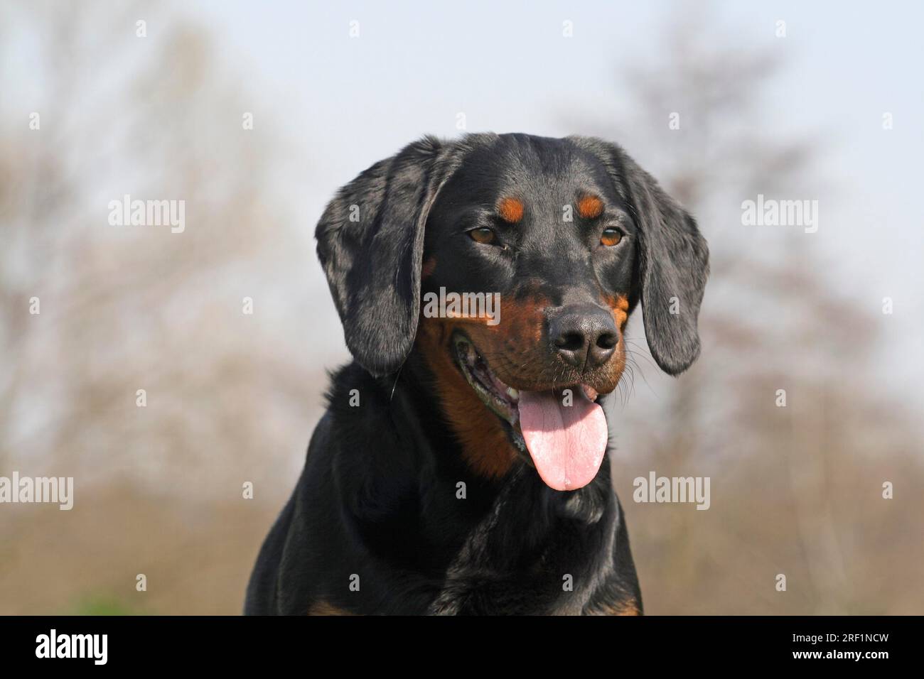 Slovensky Kopov portrait, headshot Stock Photo - Alamy