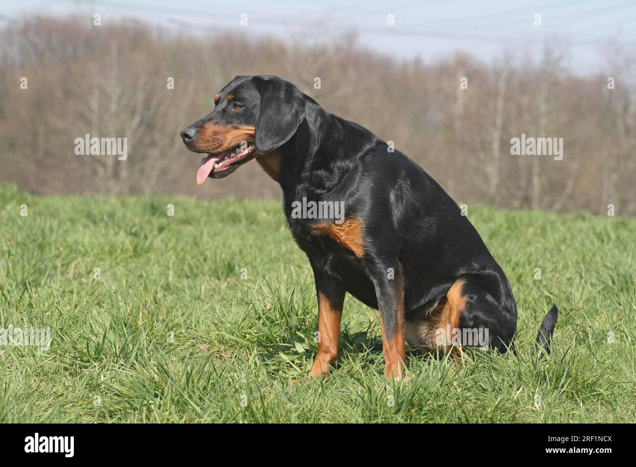 Slovenský kopov hi-res stock photography and images - Alamy