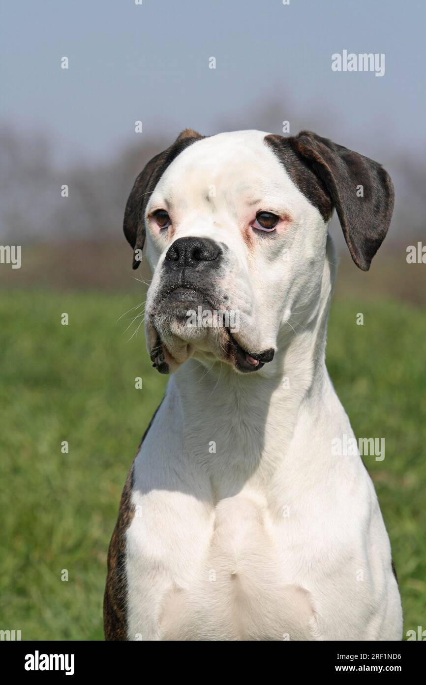 Breed german boxer hi-res stock photography and images - Alamy
