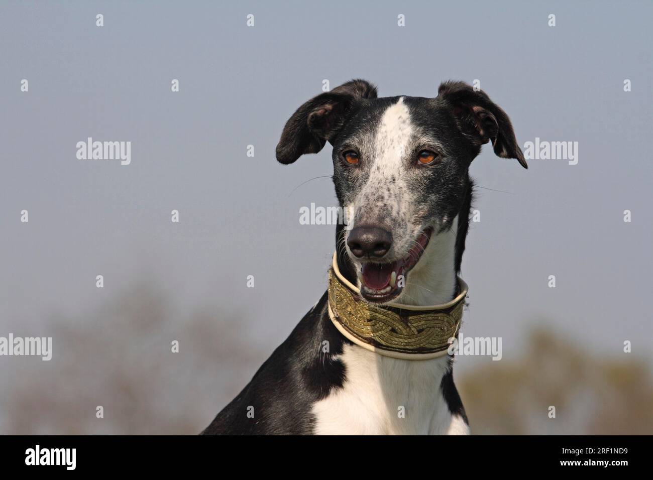 Galgo breed hi-res stock photography and images - Alamy
