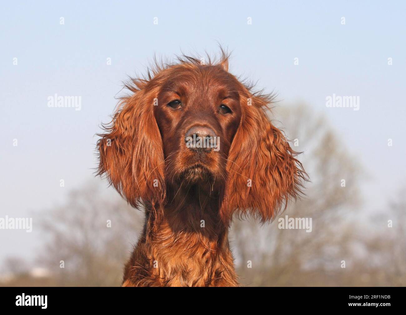 Irish Setter, portrait, head shot Stock Photo - Alamy