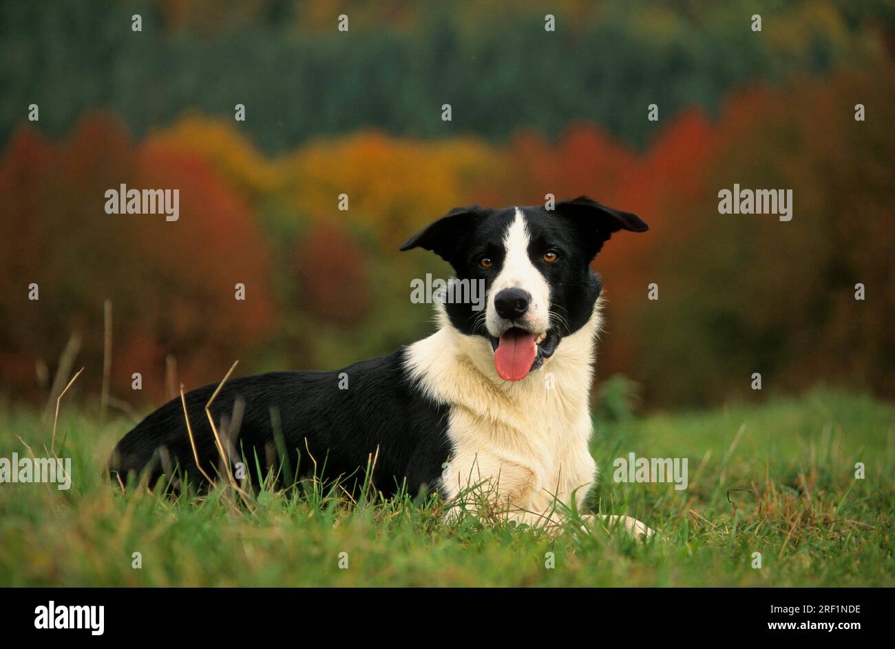 Border Collie, FCI, Standard No. 297 Stock Photo - Alamy