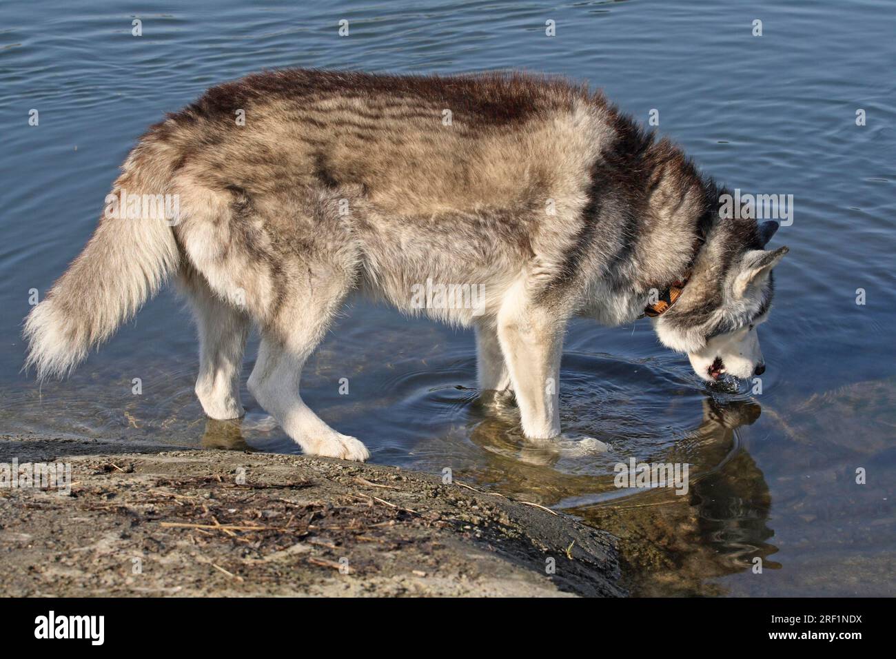 Siberian Husky drinks from river Stock Photo - Alamy