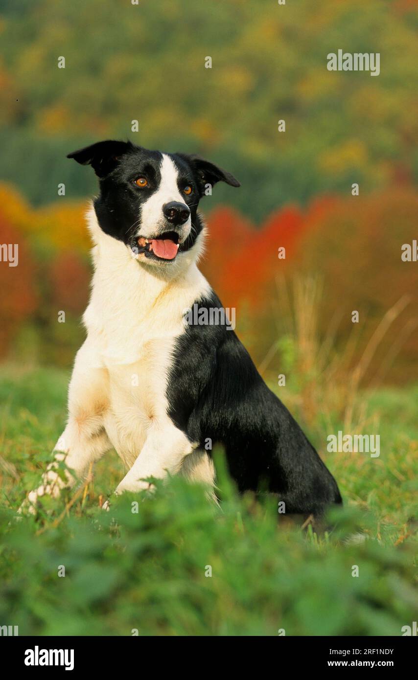 Border Collie, FCI, Standard No. 297 Stock Photo - Alamy