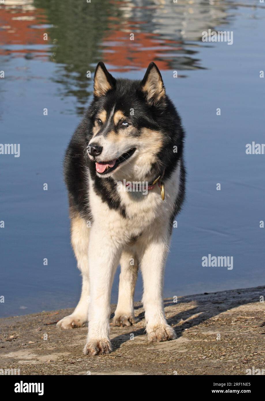 Siberian Husky standing by the water Stock Photo - Alamy