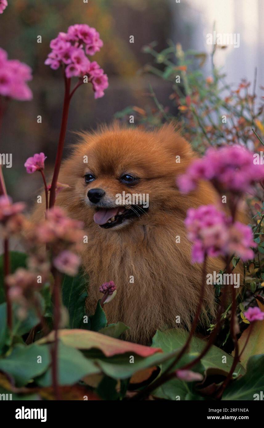 Miniature Pomeranian, Male, Small Pomeranian, German Pomeranian FCI ...