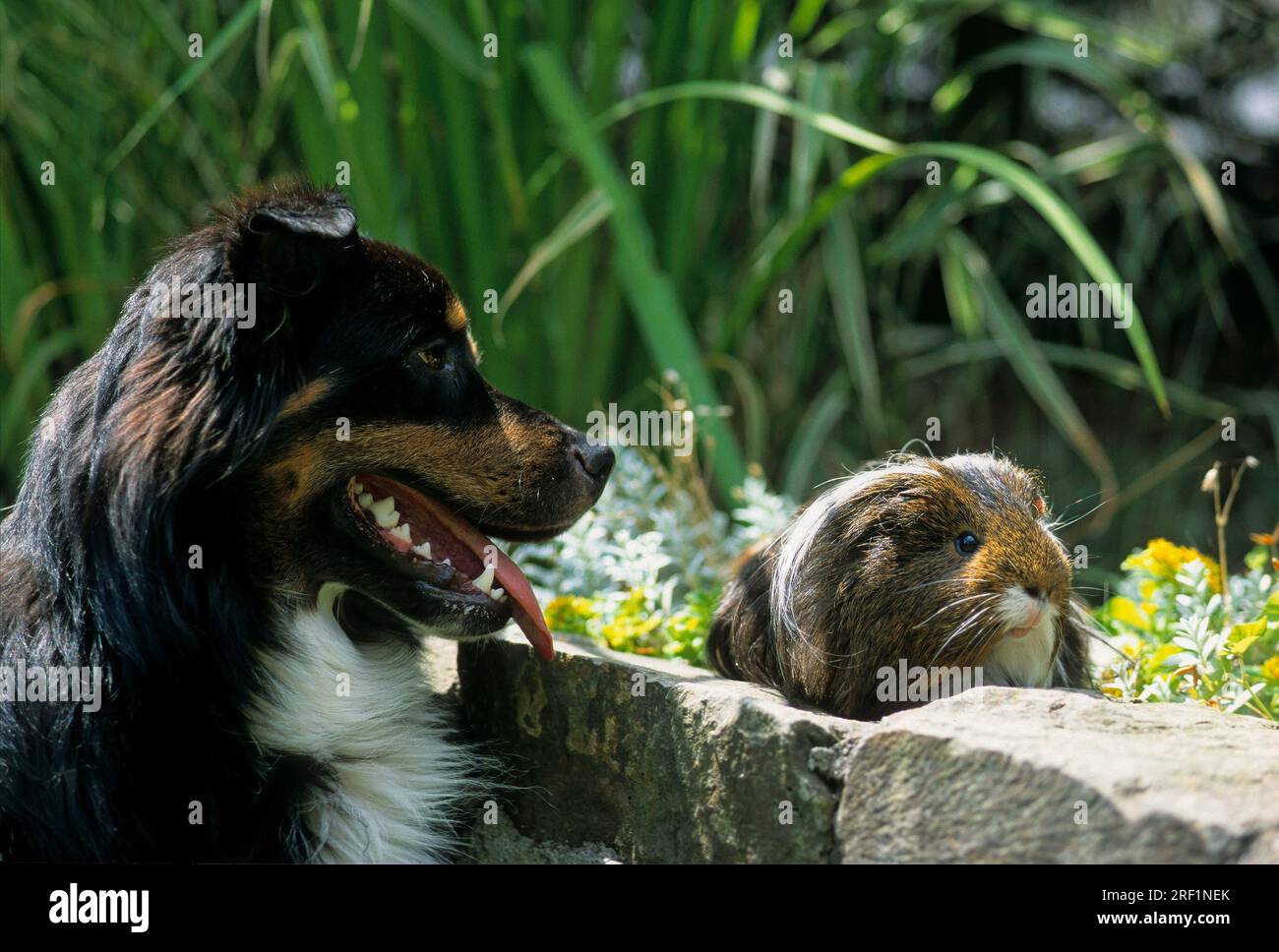 Angora guinea pigs hi-res stock photography and images - Alamy